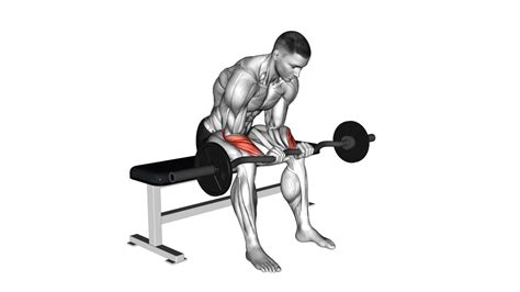 Ez Bar Seated Wrist Reverse Curl Video Guide And Tips