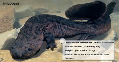 13 Largest Animals In The World