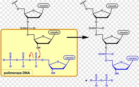 Nucleoside Triphosphate