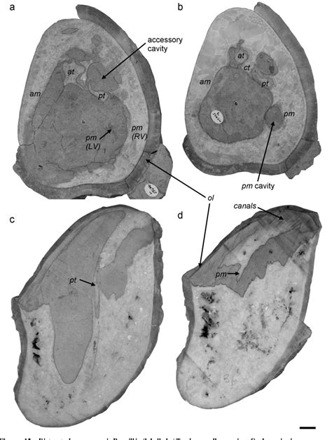 Figure 1 From Rudist Classification For The Revised Bivalvia Volumes Of