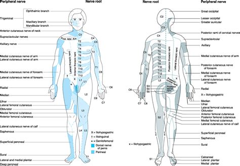 Interactive Dermatome Map Dermatome Map