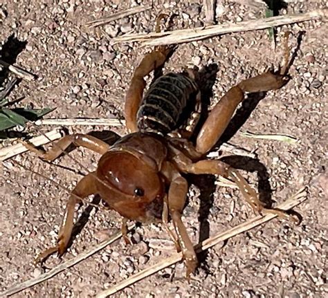 Jerusalem Cricket Ammopelmatus Bugguide Net