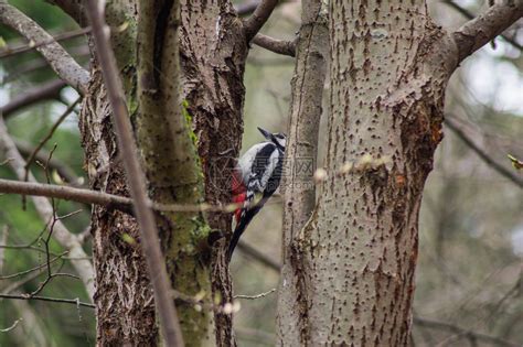 啄木鸟在树上森林鸟高清图片下载 正版图片507140373 摄图网