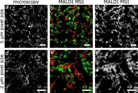 Degree Of Fa Saturation Differs Between Mgl Cells Ad Microscopic Download Scientific Diagram
