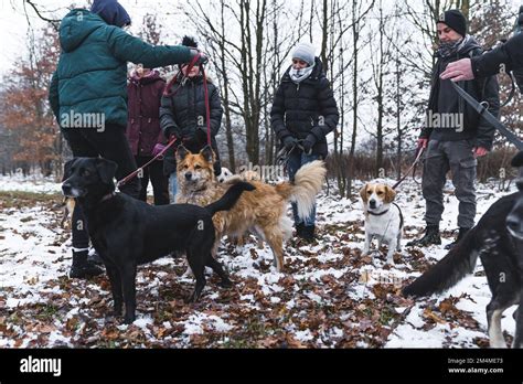 Group of volunteers walking stray dogs from the animal shelter. High quality photo Stock Photo ...