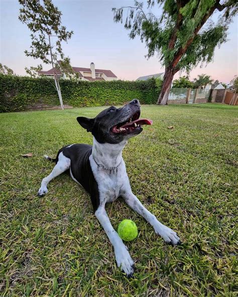 The Bull Terrier Pitbull Mix Is An Instant Mood Fix