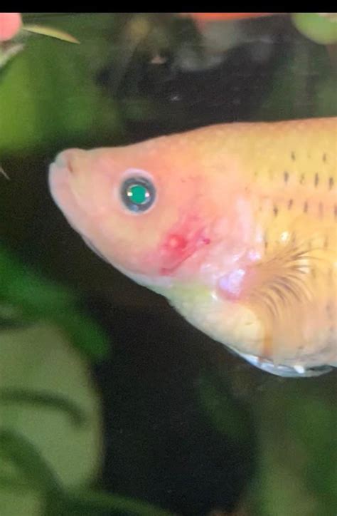 Left Operculum Infection On Betta Hasnt Cured Rfish