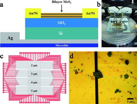 Mos2 Based Fet Biosensor Device A Schematic Diagram Of The Bilayer Download Scientific