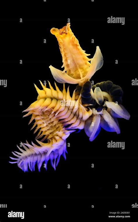 Chaetopterus Marine Worm Chaetopterus Cautus This Species Is A