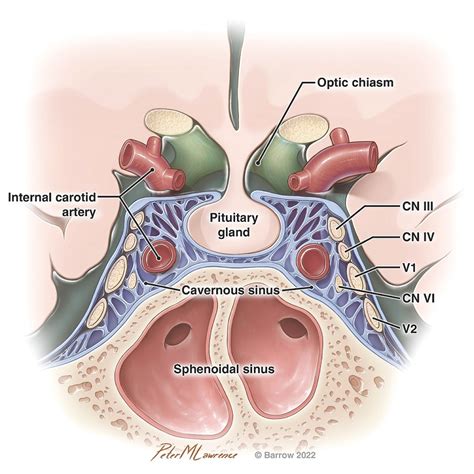 Pituitary Gland Location And Main Functions Barrow Neurological Institute