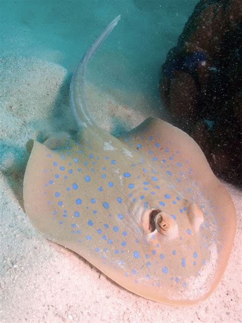 Blue Spotted Ray Greatbarrierreef Queensland Australia Queensland