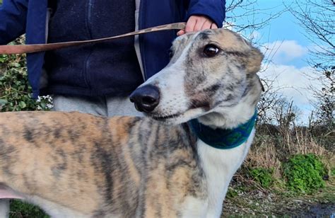 Enzo Greyhound Forever Ev
