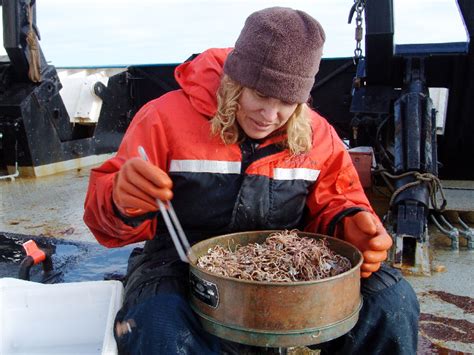 072 Benthic Sampling  Russian American Long Term Census Of The