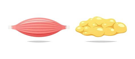 Muscle And Fat Vector Isolated On White Background 36580346 Vector Art