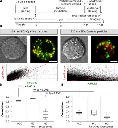 Pitfalls In Methods To Study Colocalization Of Nanoparticles In Mouse