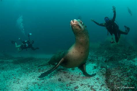 Best Scuba Diving In Sea Of Cortez Bluewater Dive Travel