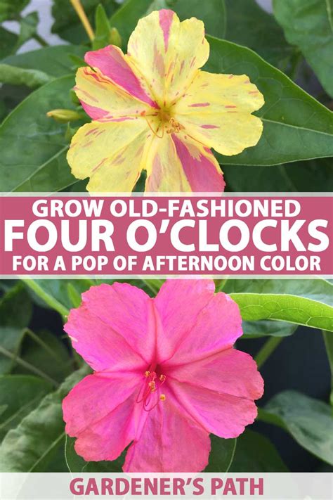 How To Grow And Care For Four Oclock Flowers Gardeners Path