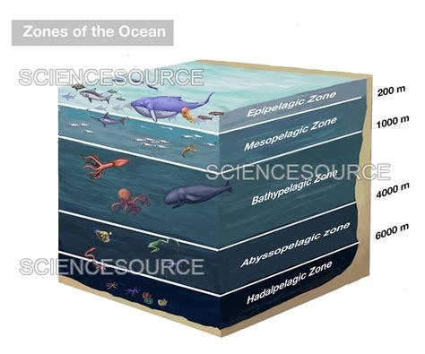 Ocean Zones Diagram