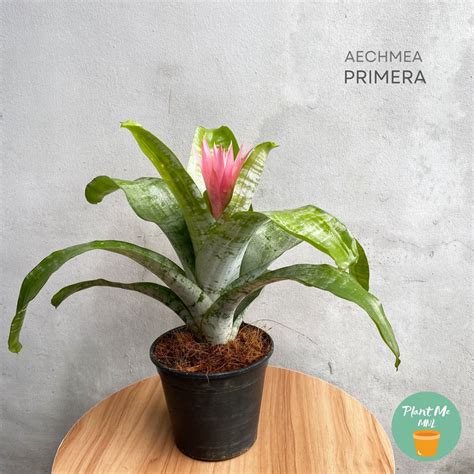 Aechmea Primera Furniture And Home Living Gardening Plants And Seeds On Carousell