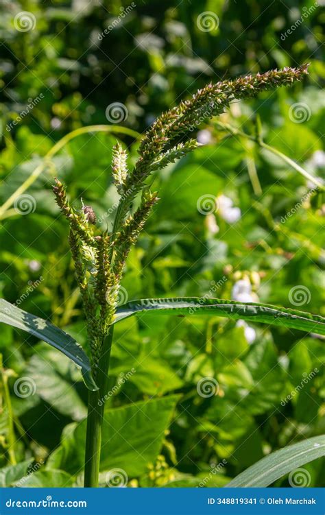 Echinochloa Crus Galli Commonly Known As Cockspur Or Cockspur Grass