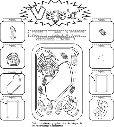 Interactivo Para Enseñar Y Aprender Sobre La Célula Vegetal Y Animal
