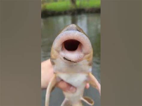 Oh Such A Nice Sucking Fish I Catch Youtube