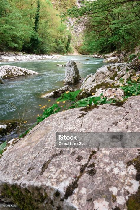 봄에는 바위 돌 자갈이 있는 산강 코스타 러시아 소치에 있는 예박스우드 숲 공원에 있는 굴리 개울의 맑은 녹색 물 0명에 대한