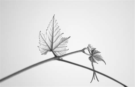 Fotografie Ruby Van Assendelft Fotografie Ruby Van Assendelft