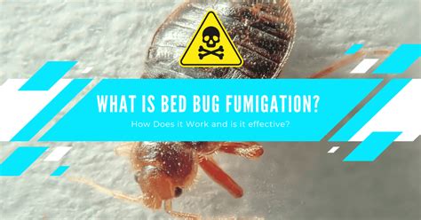 What Is Bed Bug Fumigation How Does It Work