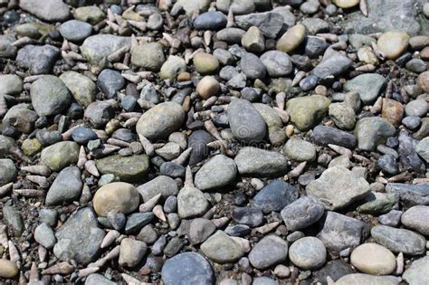 Tide Left The Shore And Visible Periwinkle Shells On The Beach Stock Image Image Of Ashore