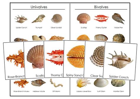 Univalve And Bivalve Shells Preschool Science Sorting Activities Shells