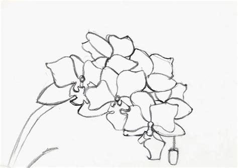 How To Draw An Orchid Simple And Easy To Follow Step By Step Guide
