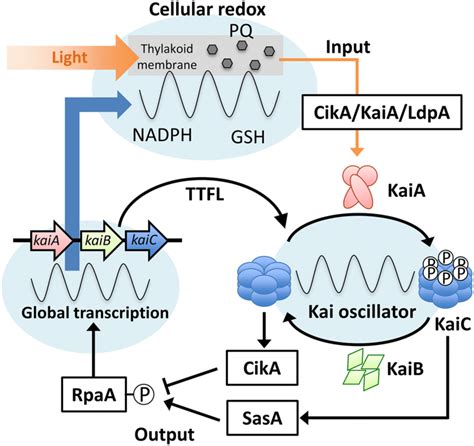 Schematic Explanation Of The Relationship Between Intracellular Redox Download Scientific