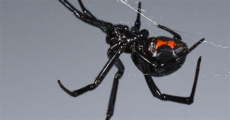 Виждате отровен паяк черна вдовица Тези гущери виждат като лека закуска