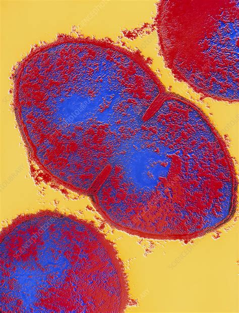 Resistant Streptococcus Pyogenes Strain Stock Image B236 0058