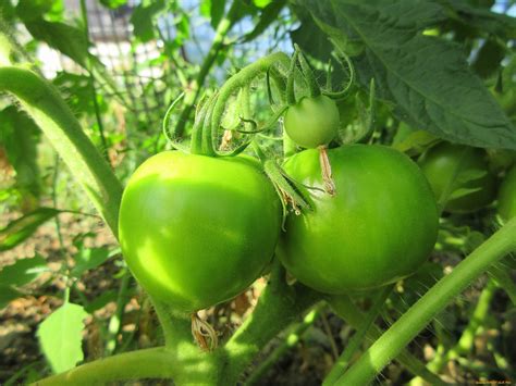 Обои Природа Плоды обои для рабочего стола фотографии природа плоды помидоры томаты Обои