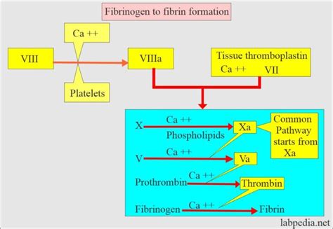 Fibrinogen Factor 1 Acute Phase Protein