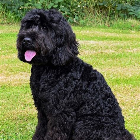 Jandaz Magazine Shoot Jandaz Cockapoos