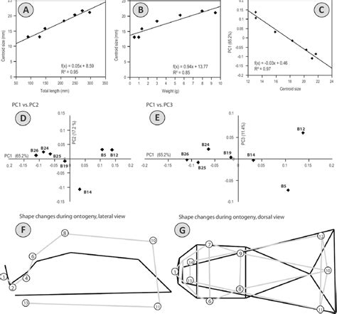 relationship between ontogenetic variables and centroid size in