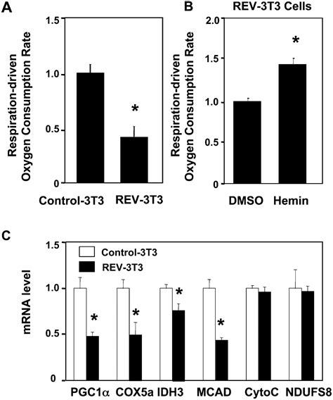 Negative Feedback Maintenance Of Heme Homeostasis By Its Receptor Rev Erbα