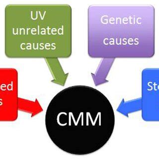 Interplay Of UV Related UV Unrelated Genetic And Stochastic Factors Download Scientific