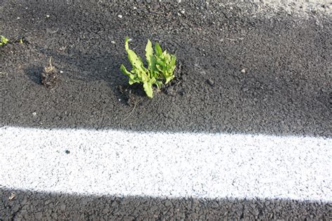 아스팔트에 무슨일이