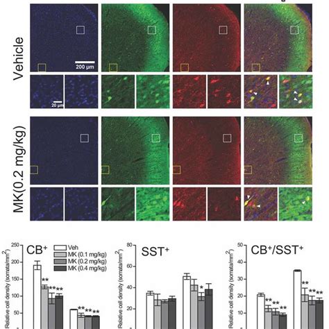 Schematic Of Three Subregions Of Rat Medial Prefrontal Cortex Mpfc Download Scientific