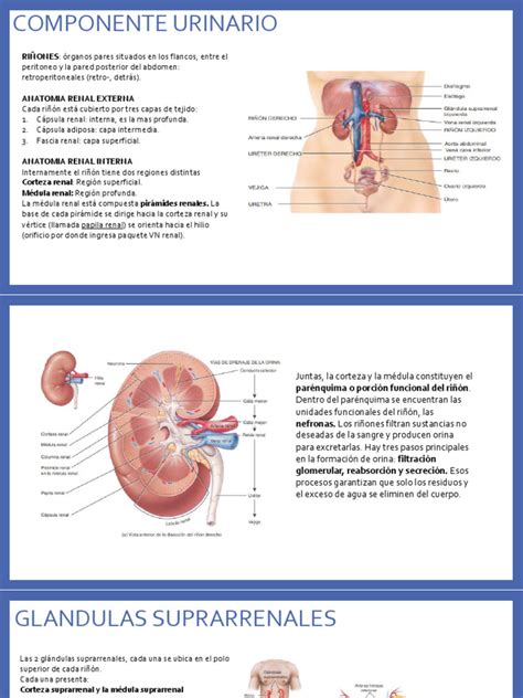 Componente Visceral Pelvis Pdf