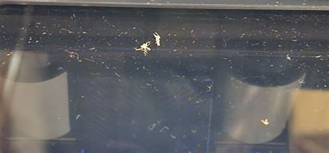 Cluster Of Small White Doing Bugs In Attic On 3d Printer Under A Dust