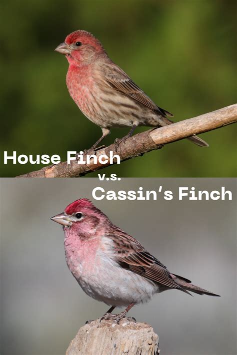 House Finch Vs Cassins Finch