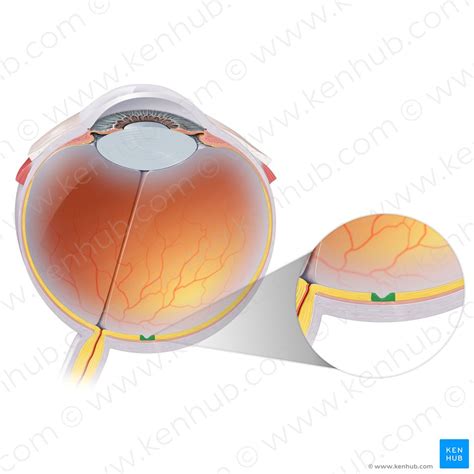 Eyeball Structure And Function Kenhub