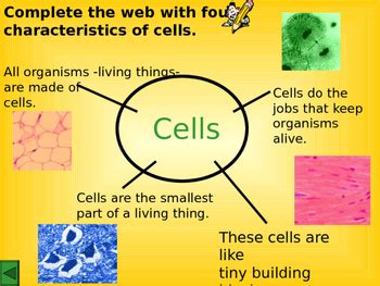 Cell Structure And Function Notes Powerpoint Presentation By Nora Begona