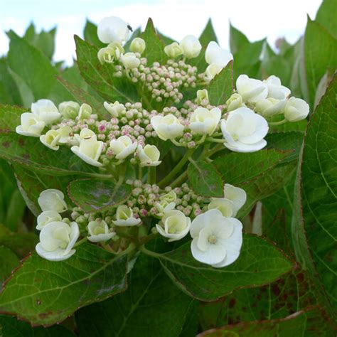 Hydrangea Teller Wit Houtmeyers Plantencentrum En Boomkwekerij Laakdal