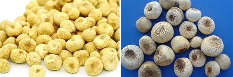 Ban Xia Ban Xia Chinese Herb For Sale Native Chinese